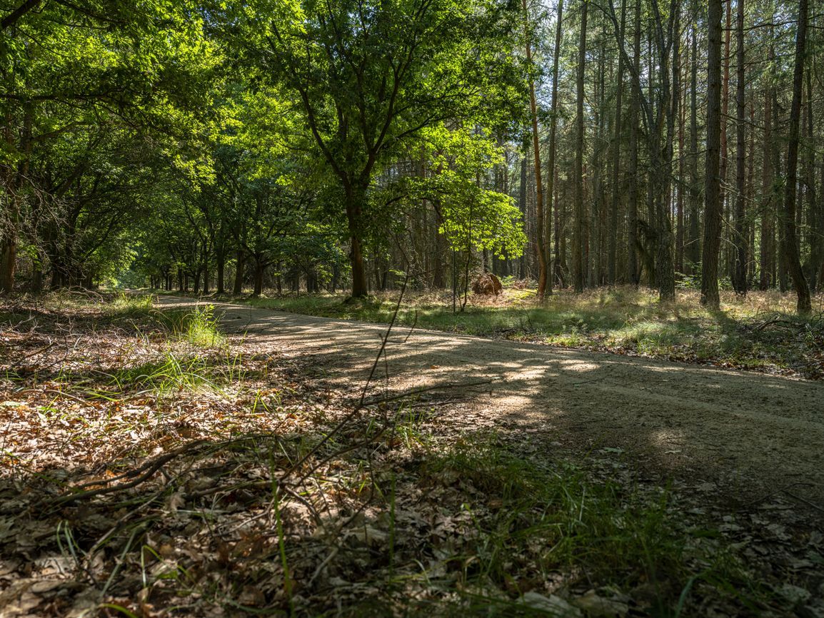 Berlin Forest Dirt Road in Rugged Landscape