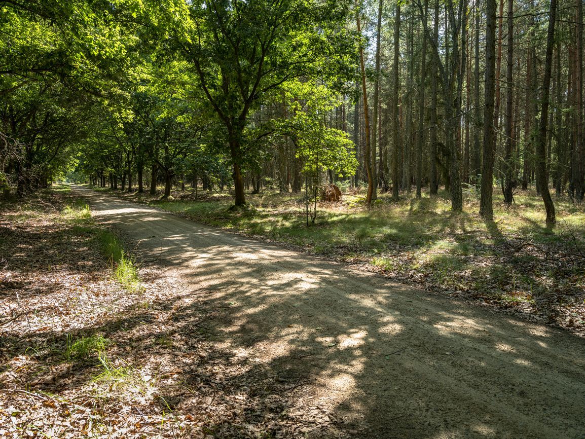 Berlin Forest Dirt Road in Rugged Landscape