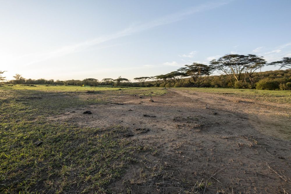 African Savannah Sunset Over Open Field and Trees - HDRi Maps and ...