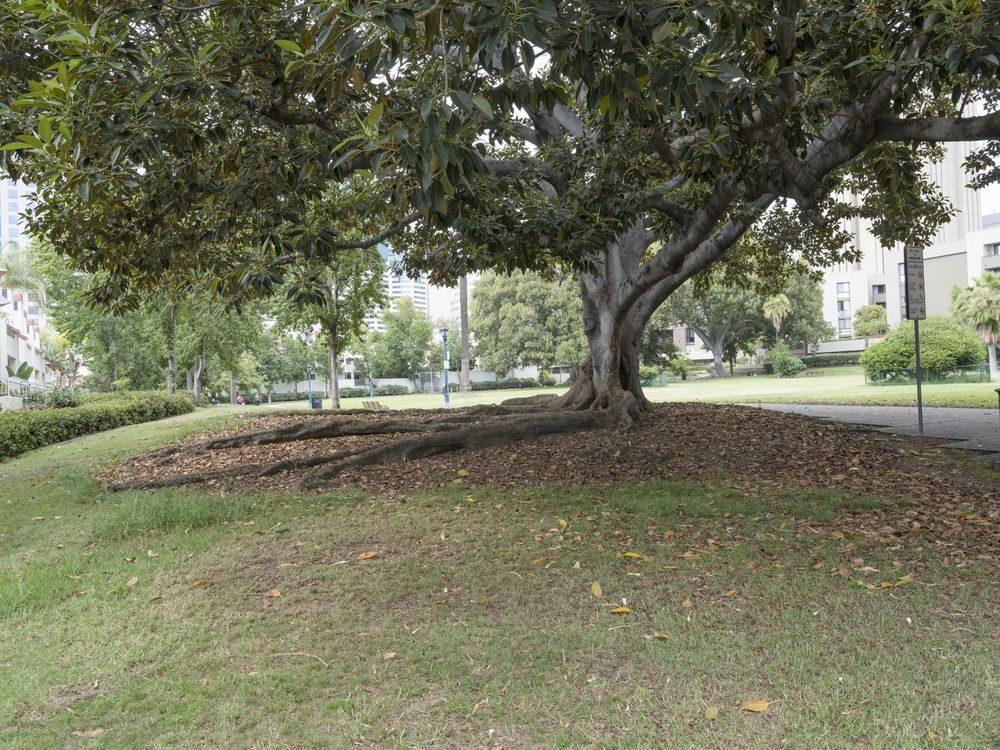 Beautiful California Garden with Green Lawn - HDRi Maps and Backplates