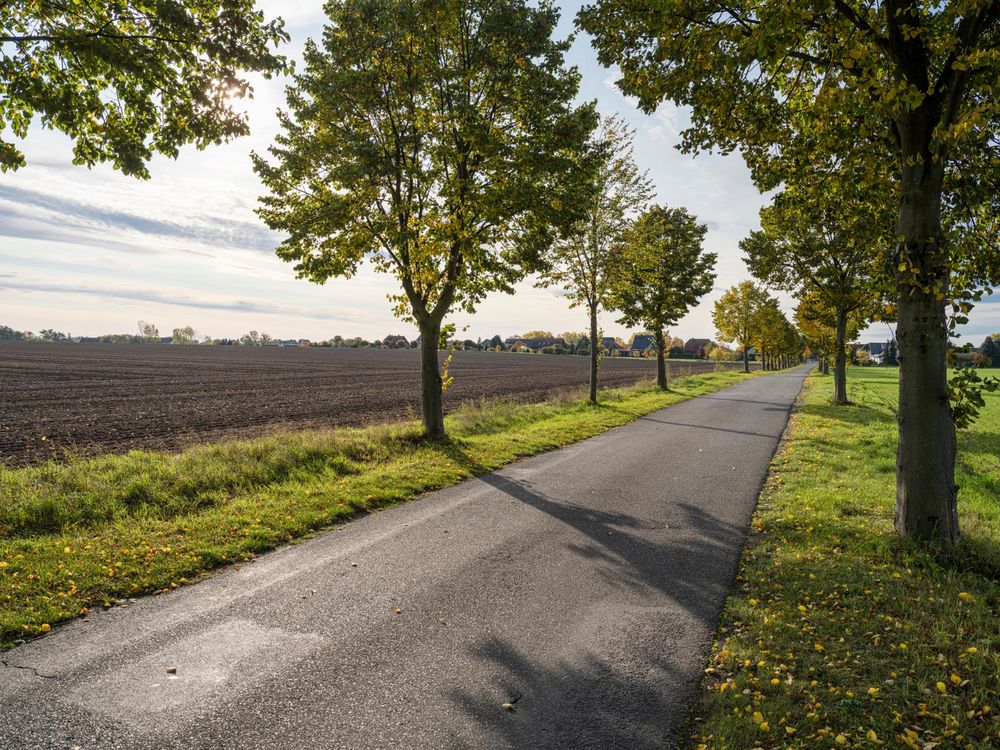 Berlin Road Surrounded by Lush Vegetation - HDRi Maps and Backplates