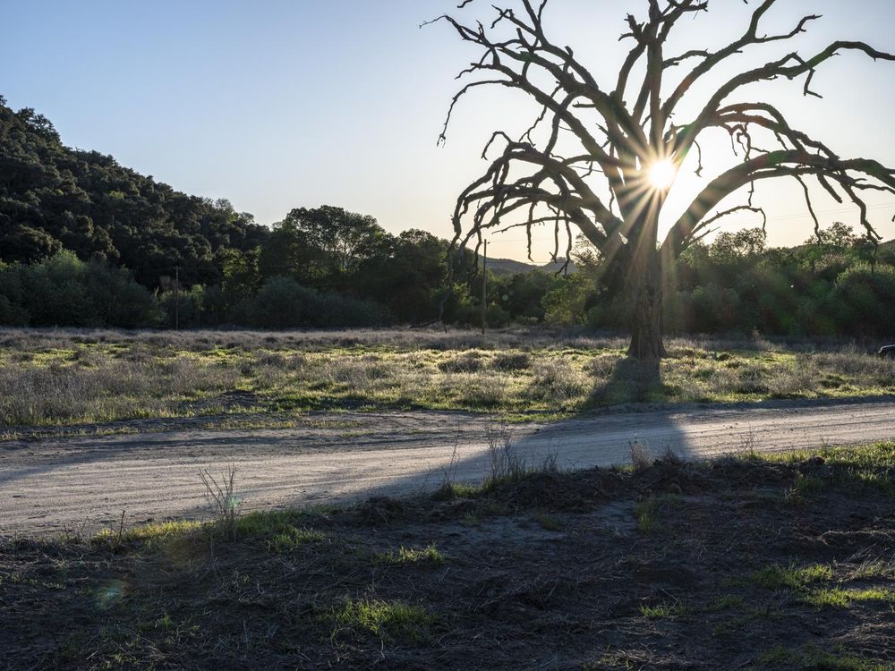 California Open Space Nature with Tree - HDRi Maps and Backplates