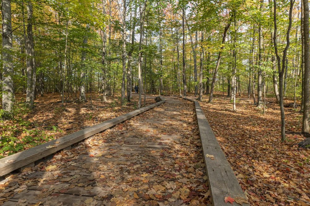 Canadian Forest in Autumn: A Lush Landscape - HDRi Maps and Backplates
