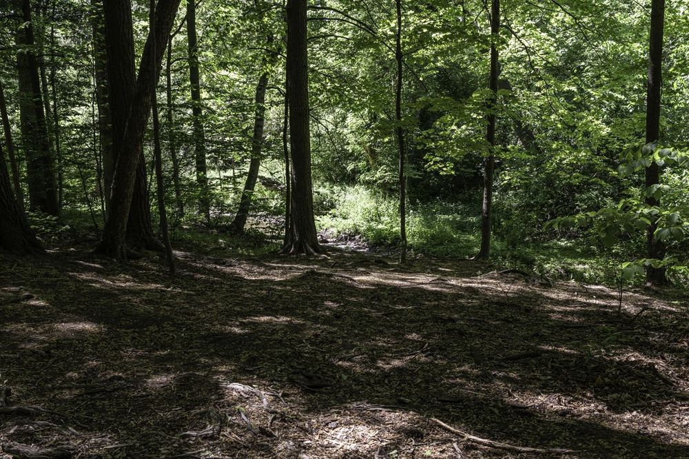 Canadian Forest in Ontario: A Natural and Serene Landscape - HDRi Maps ...