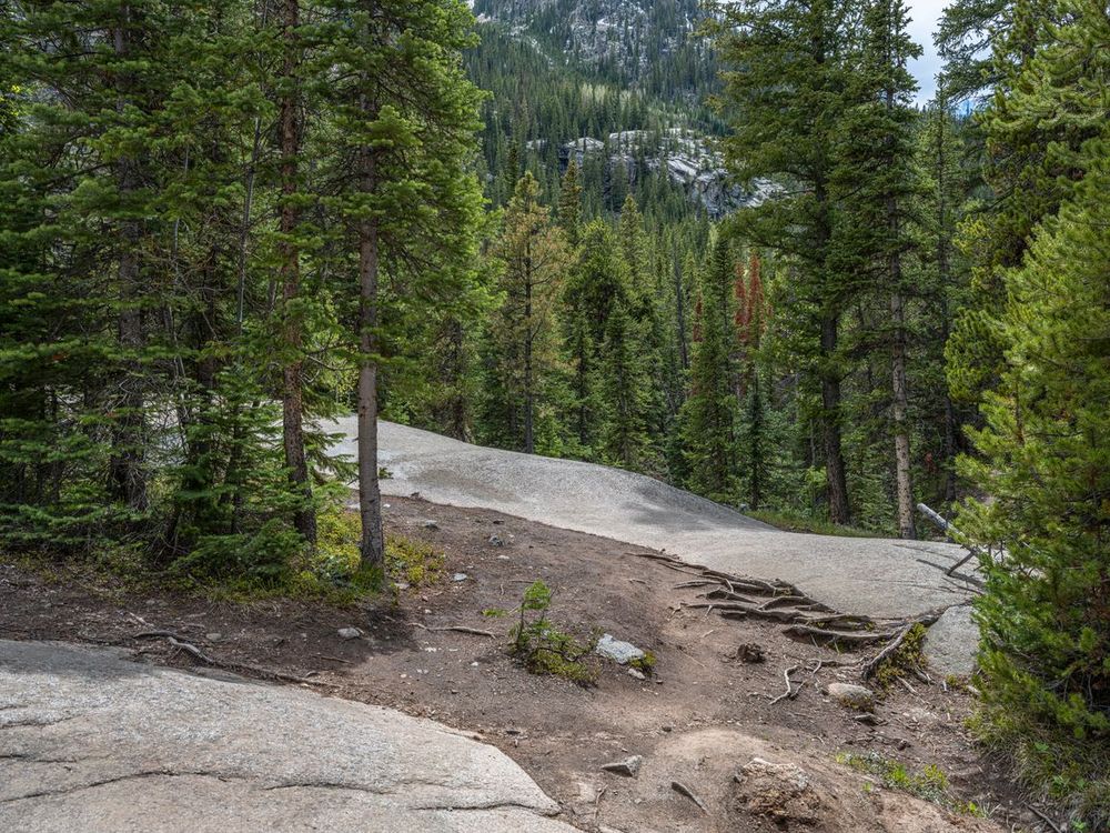Colorado Landscape: Open Space with Aspen Trees