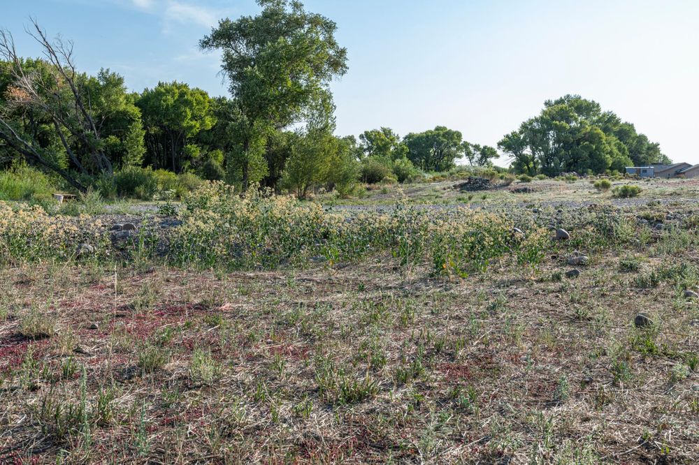Colorado Vacant Land with Forest, Trees, and Grass - HDRi Maps and ...