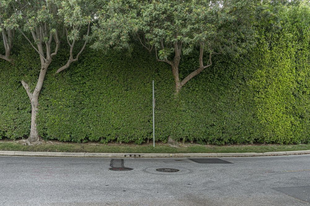 Los Angeles California Road with Tree and Hedge