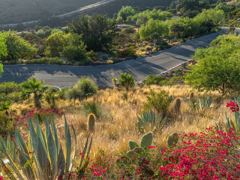 Los Angeles Road with Red Flowers and Greenery