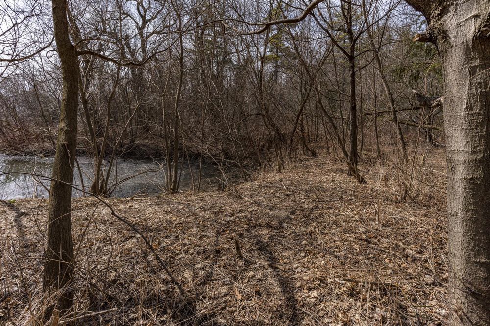 Ontario Canada Grove of Deciduous Trees - HDRi Maps and Backplates