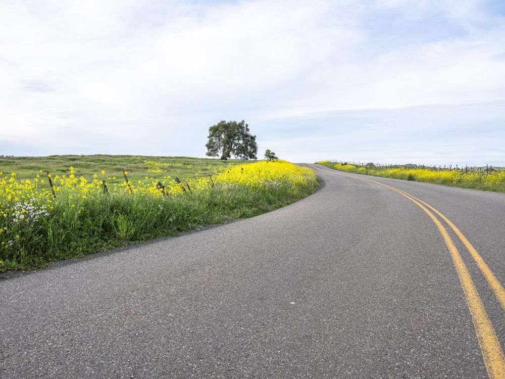 USA Rural Road: Driving Through Vibrant Yellow Fields - HDRi Maps and ...