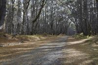 Auckland Landscape: Trees, Forests, and Rolling Grass HDRi Maps and ...