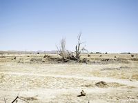 California Desert: Barren Field with Dead Tree HDRi Maps and Backplates