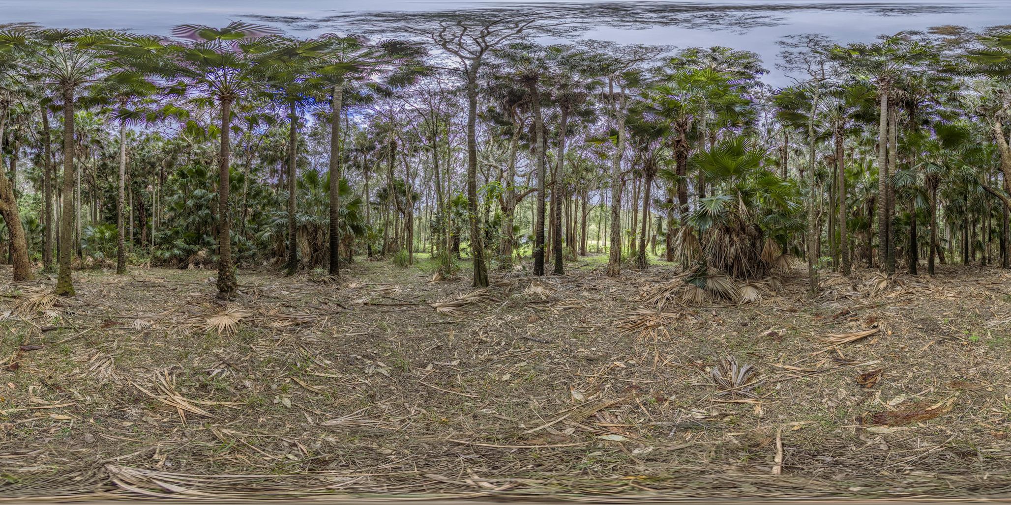 Australian Forest Landscape: Nature and Vegetation - HDRi Maps and ...