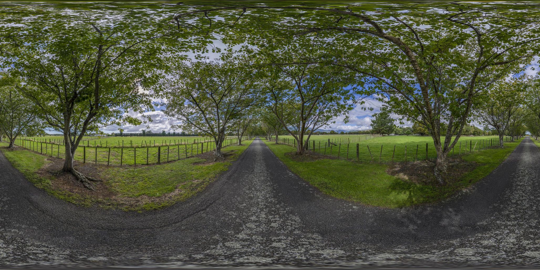 Road Through a Tree-Filled Pasture Area - HDRi Maps and Backplates