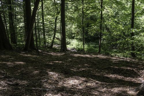Canadian Forest in Ontario: A Natural and Serene Landscape - HDRi Maps ...