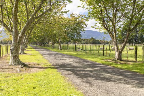 Scenic Road through Tree-lined Field - HDRi Maps and Backplates