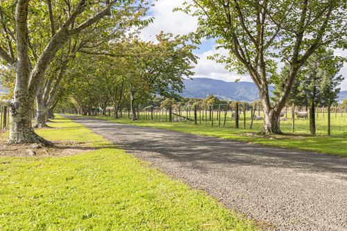 Scenic Road through Tree-lined Field - HDRi Maps and Backplates