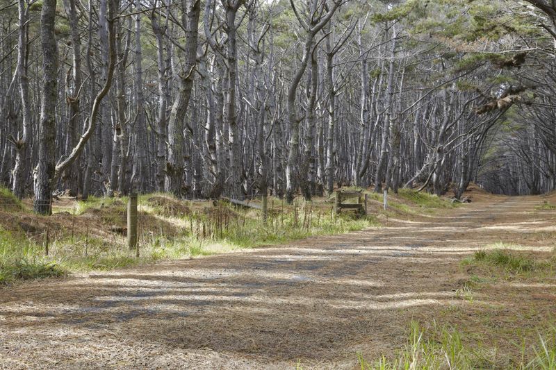 Auckland Landscape: Trees, Forests, and Rolling Grass HDRi Maps and ...