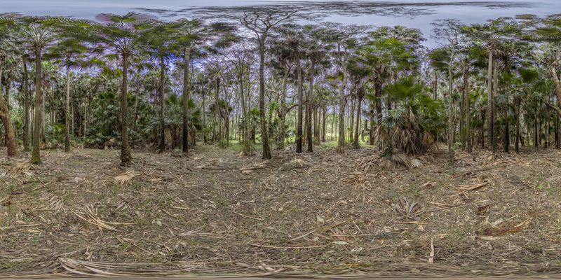 Australian Forest Landscape: Nature and Vegetation HDRi Maps and Backplates