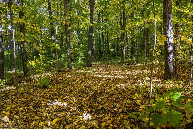 Autumn Forest in a Temperate Broadleaf Wilderness HDRi Maps and Backplates