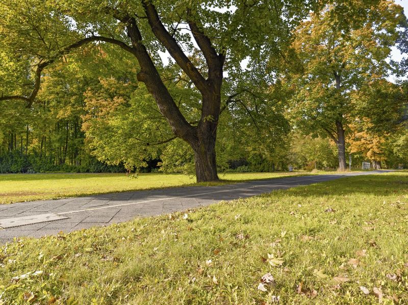 Autumn Landscape: Berlin Road Tree HDRi Maps and Backplates