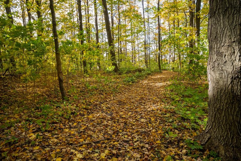 Autumn Path through Lush Temperate Broadleaf Forest HDRi Maps and ...