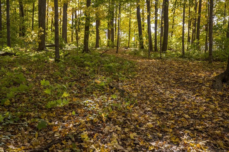 Autumn Temperate Forest Landscape Nature HDRi Maps and Backplates