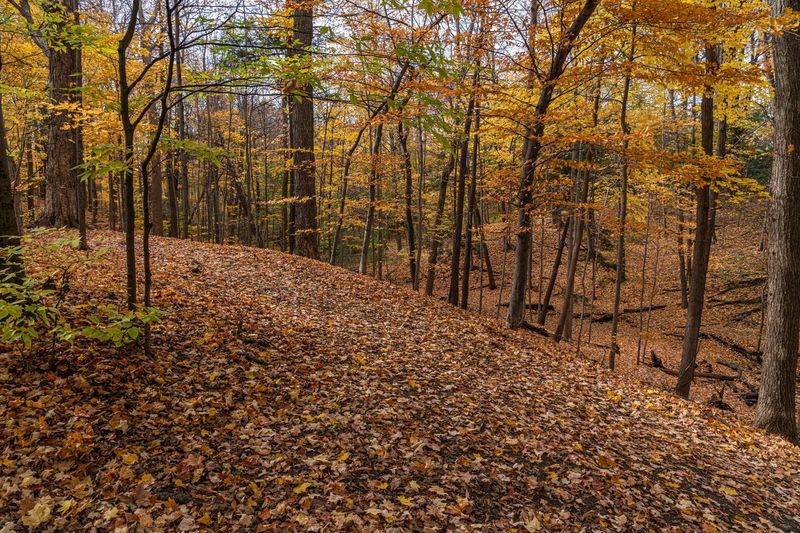 Autumn Trail in Ontario Forest HDRi Maps and Backplates