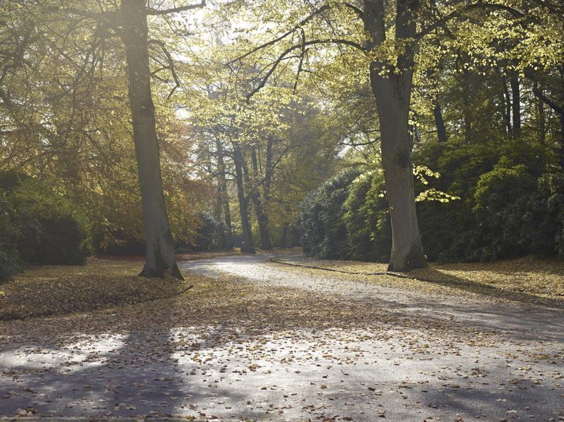 Autumn Walk Path in Hamburg, Germany HDRi Maps and Backplates