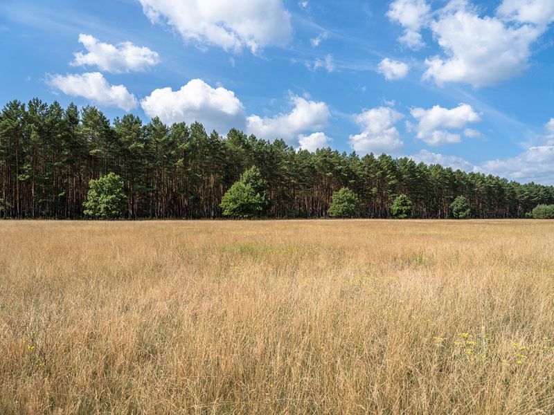 Berlin Landscape: Open Space on a Sunny Day HDRi Maps and Backplates
