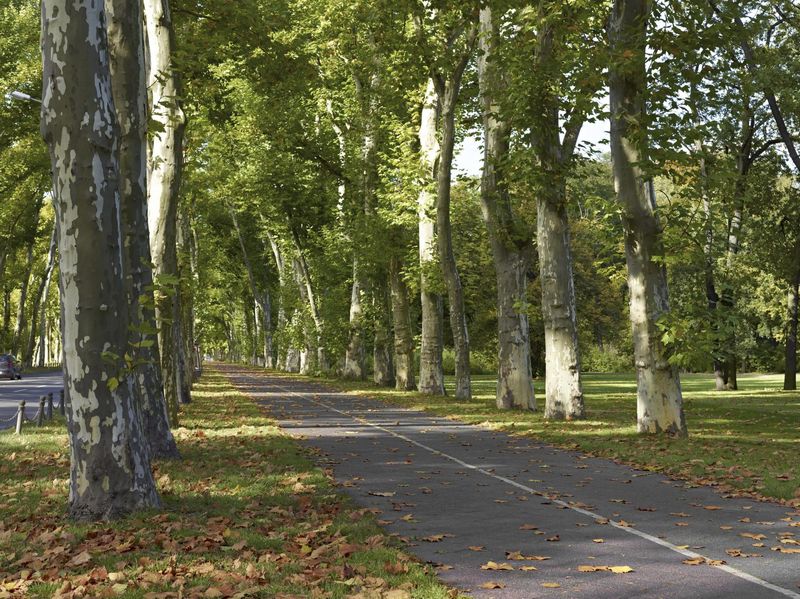 Berlin Road Through Autumn Forest HDRi Maps and Backplates