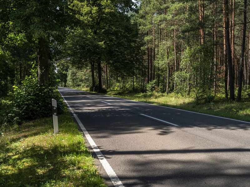 Road in Berlin: Forest Landscape on a Sunny Day HDRi Maps and Backplates