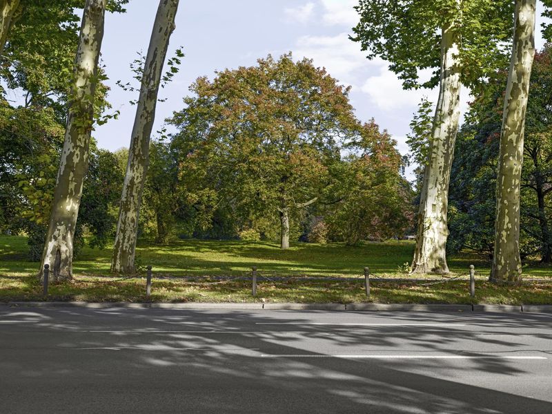Berlin Suburban Road with Autumn Trees HDRi Maps and Backplates