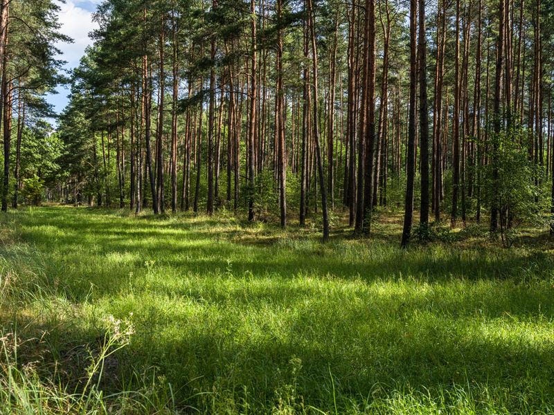 Brandenburg Day: Open Space and Grass HDRi Maps and Backplates