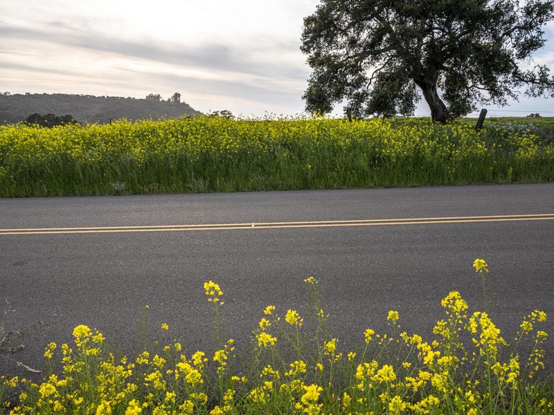 California Agriculture: Green Mustard Fields HDRi Maps and Backplates