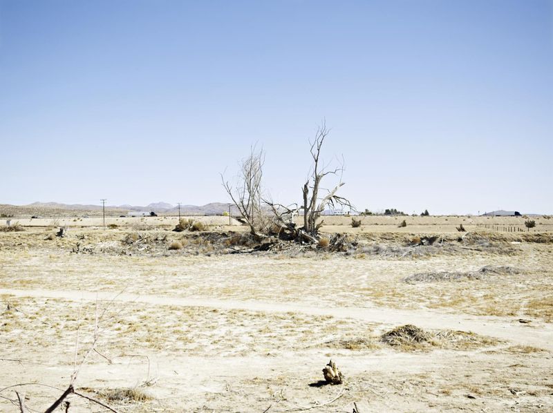 California Desert: Barren Field with Dead Tree HDRi Maps and Backplates