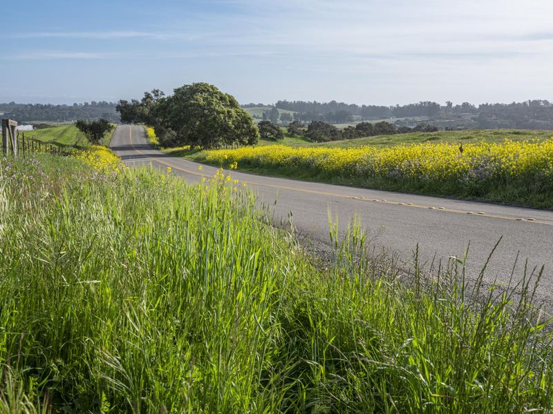 California Landscape: Field in Spring Nature HDRi Maps and Backplates