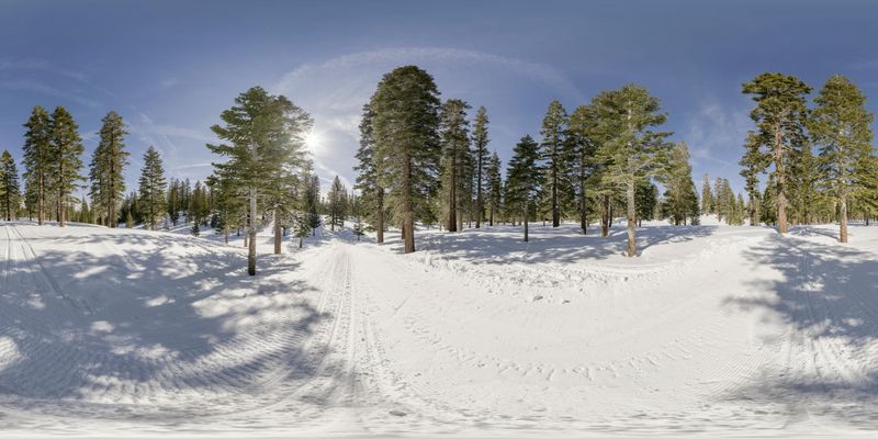 California Mountain Forest: A Snowy Winter Landscape