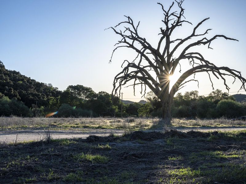 California Open Space Nature with Tree HDRi Maps and Backplates