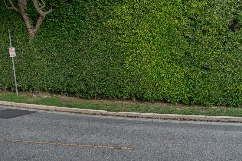 California Road with Asphalt and Hedge HDRi Maps and Backplates