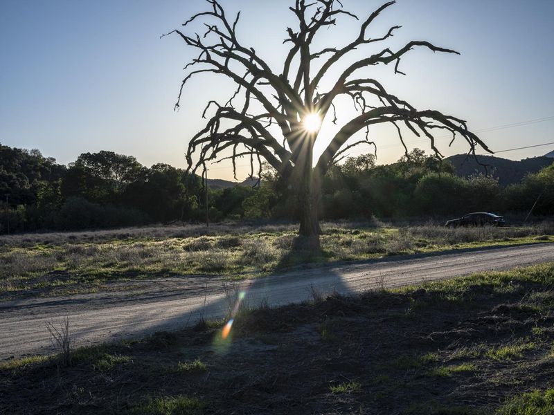 California USA Landscape with Sunlight and Trees - HDRi Maps and Backplates