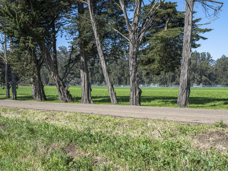 California USA Road Landscape Forest HDRi Maps and Backplates