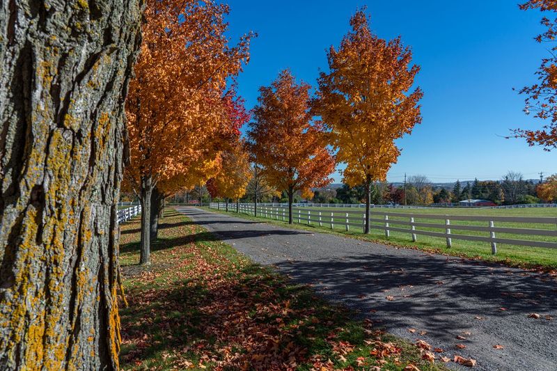 Canadian Countryside: Tree Shadow Road HDRi Maps and Backplates