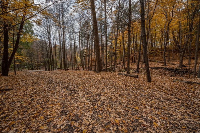 Canadian Forest under a Clear Sky HDRi Maps and Backplates