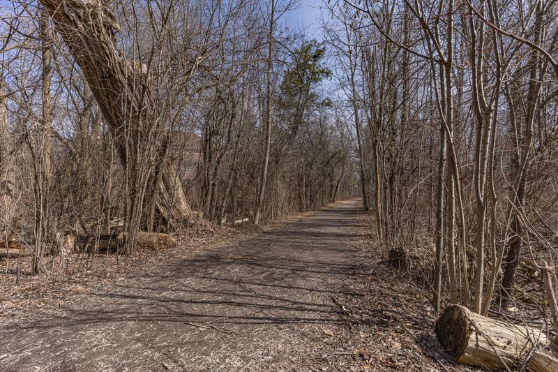Canadian Forest with Deciduous Trees in Autumn HDRi Maps and Backplates