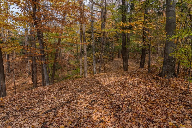 Canadian Forest Landscape under a Clear Sky HDRi Maps and Backplates