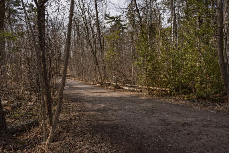 Canadian Forest Road: Traversing the Beauty of Nature HDRi Maps and ...