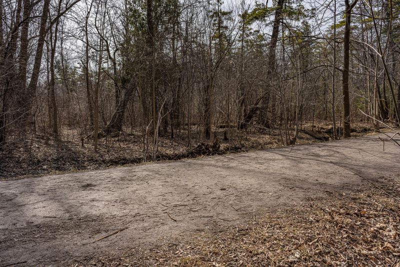 Canadian Forest: Tree Trunk Against a Clear Sky HDRi Maps and Backplates