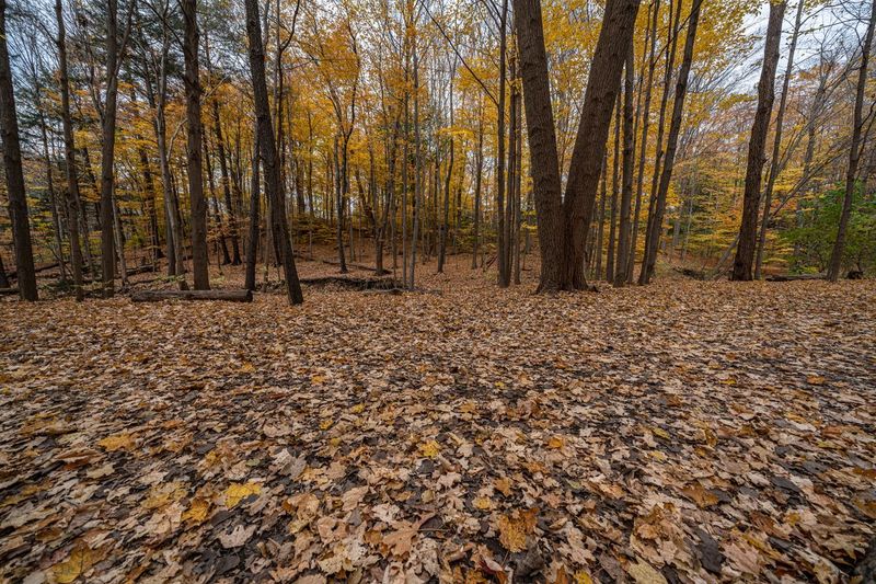 Canadian Landscape with Deciduous Trees HDRi Maps and Backplates