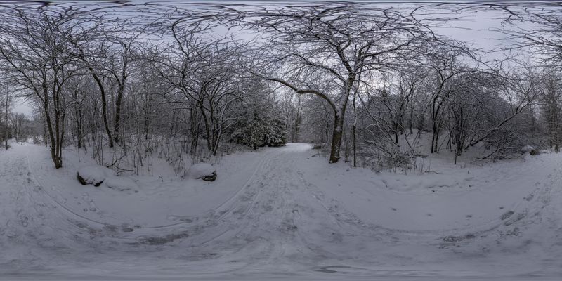 Canadian Winter Forest: Snow-Covered Trees and a Snowy Landscape HDRi ...
